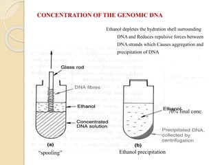 NUCLEIC ACID ISOLATION PROTOCOLS | PPTX