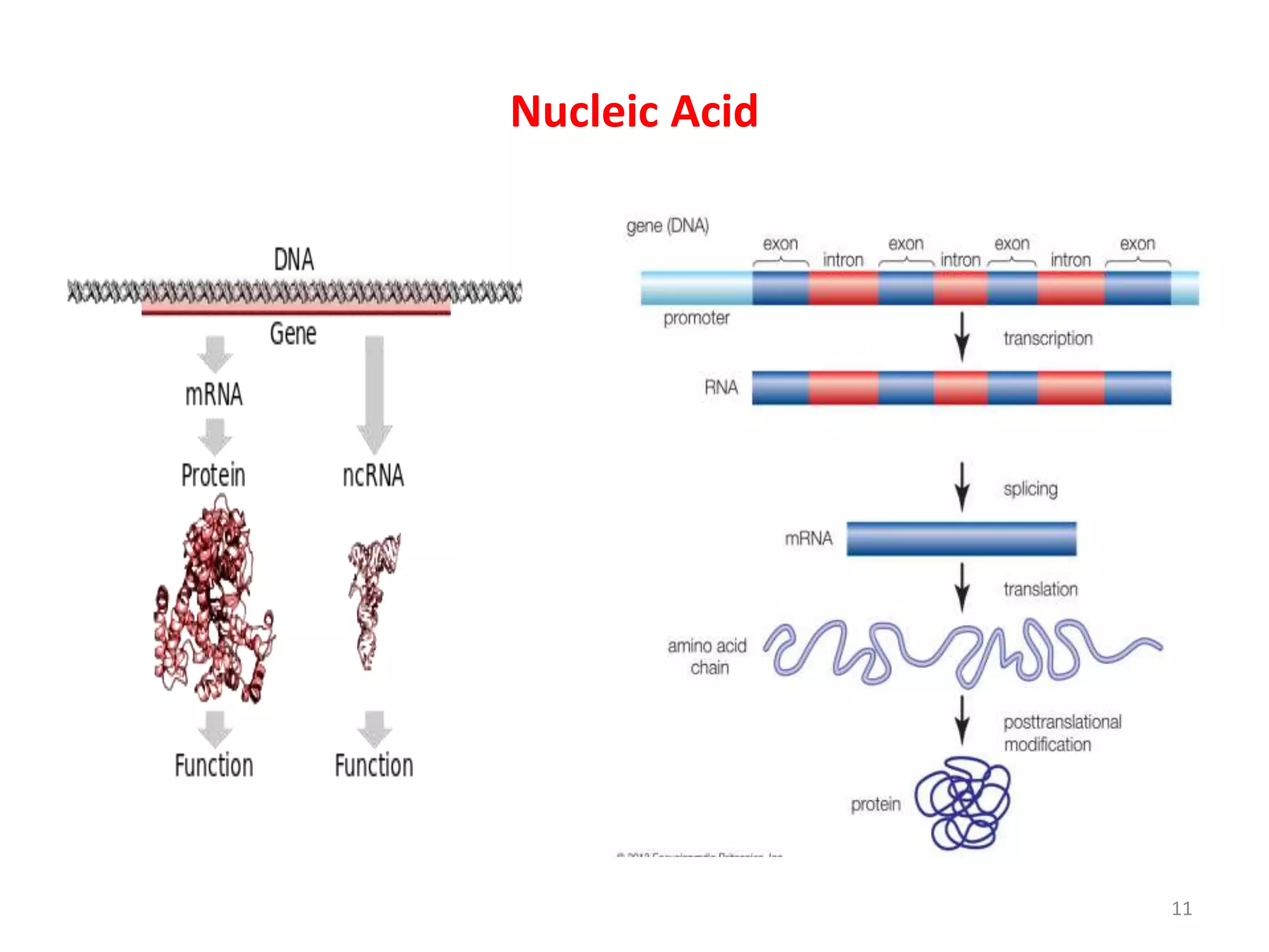 Nucleic Acid Lecture 1 Ppt