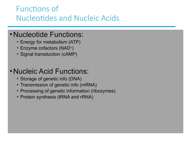 NUCLEIC ACID LECTURE, nucleic acid .pptx