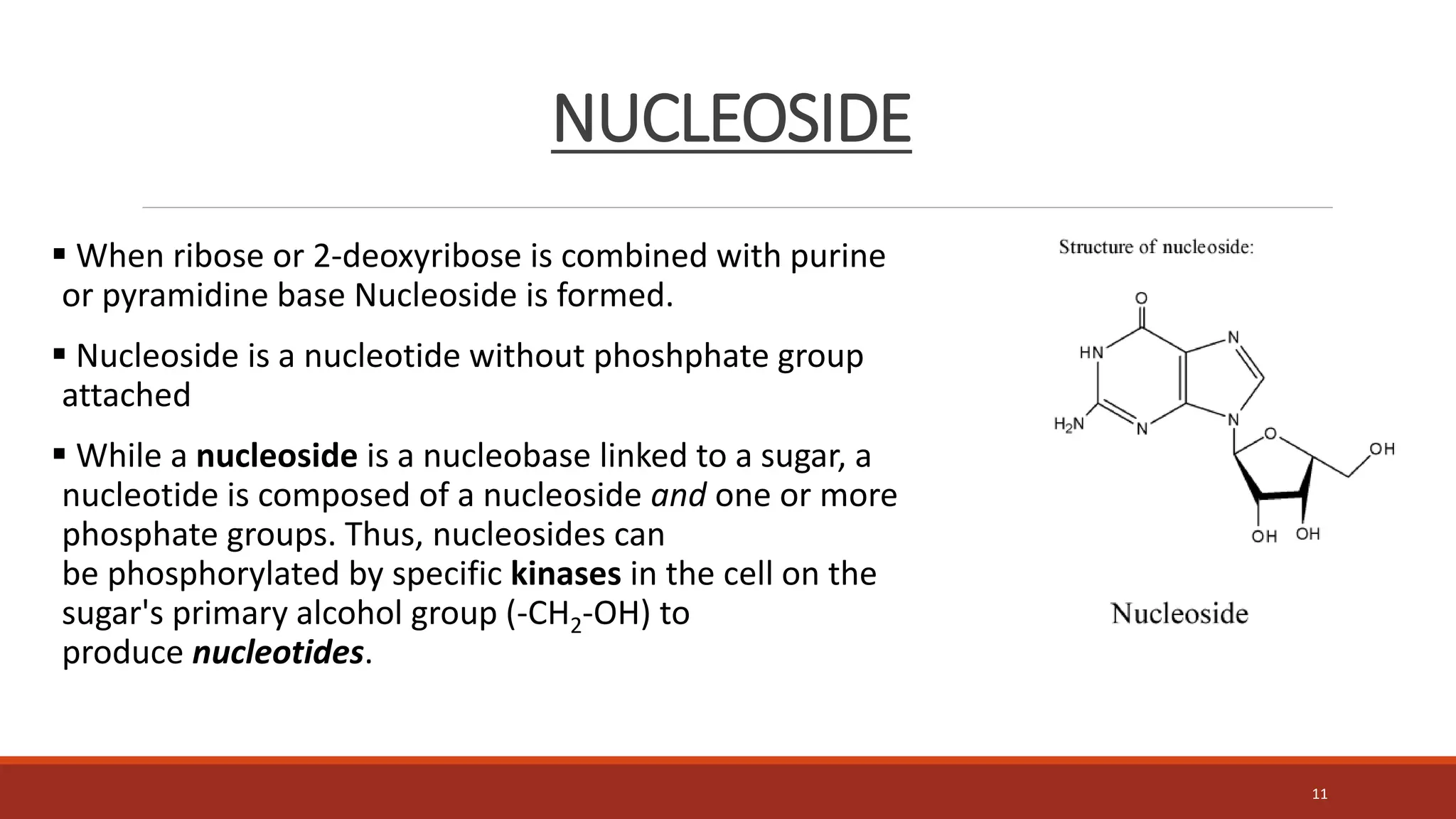 Nucleic Acid Metabolism | PPTX