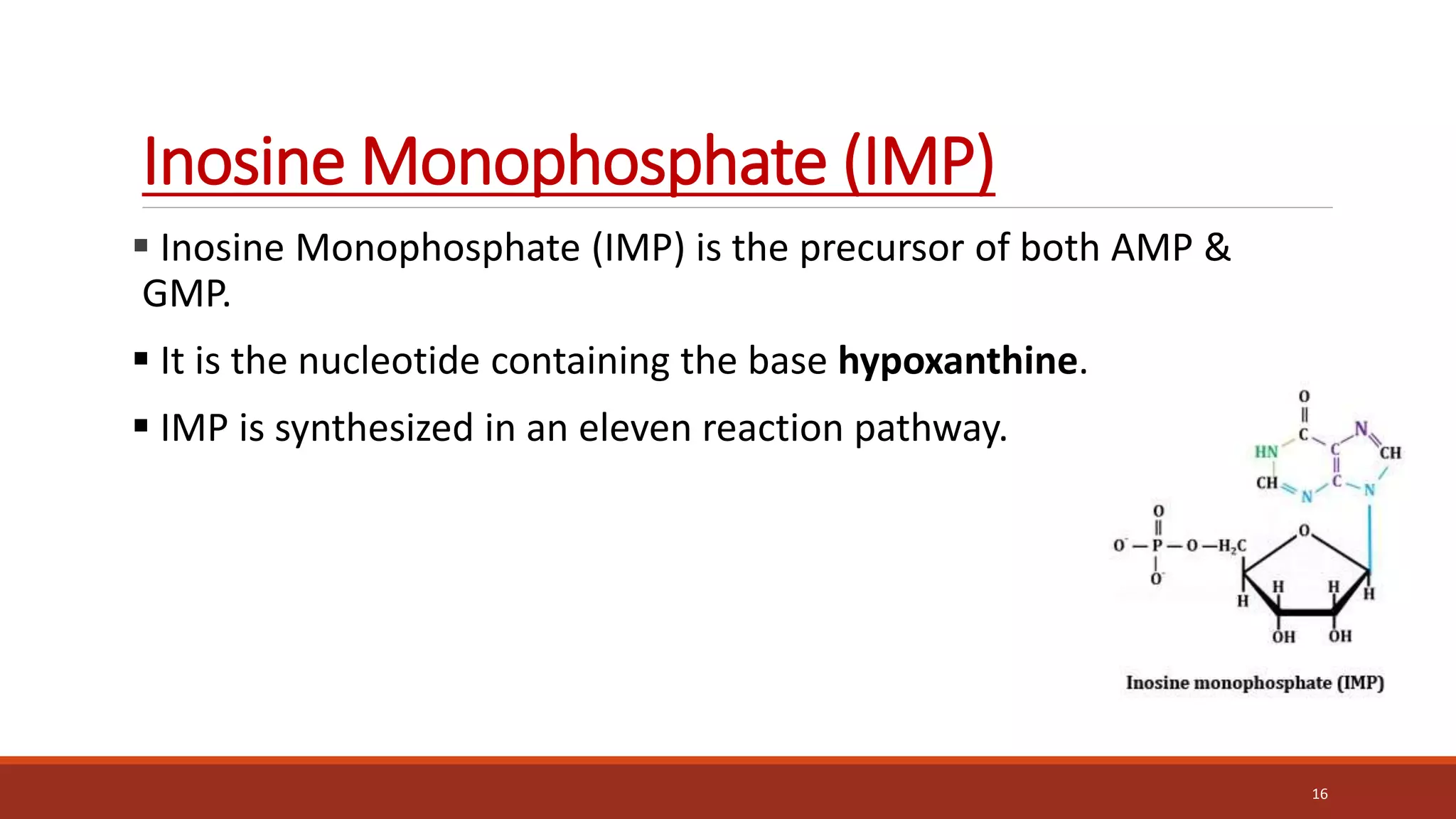 Nucleic Acid Metabolism | PPTX