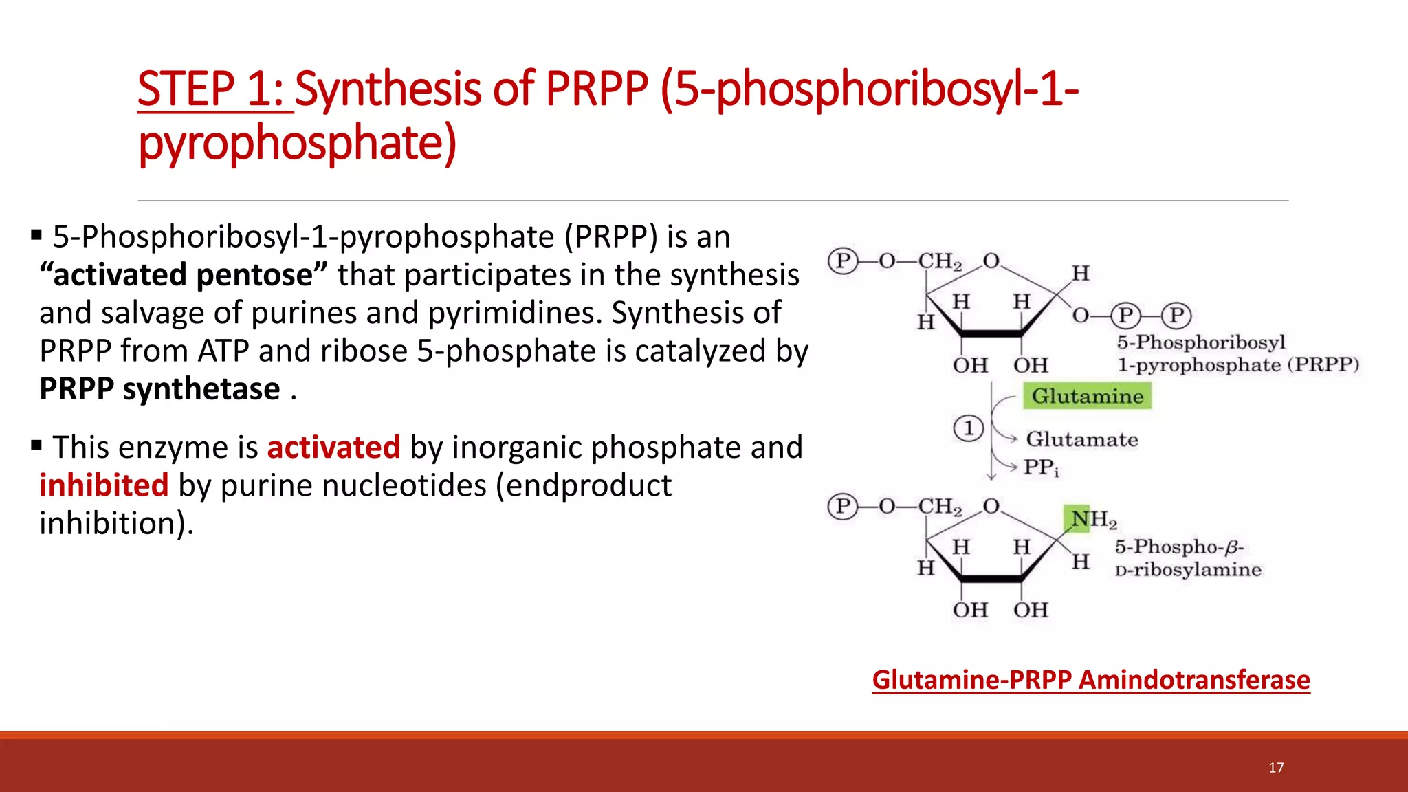 Nucleic Acid Metabolism | PPTX