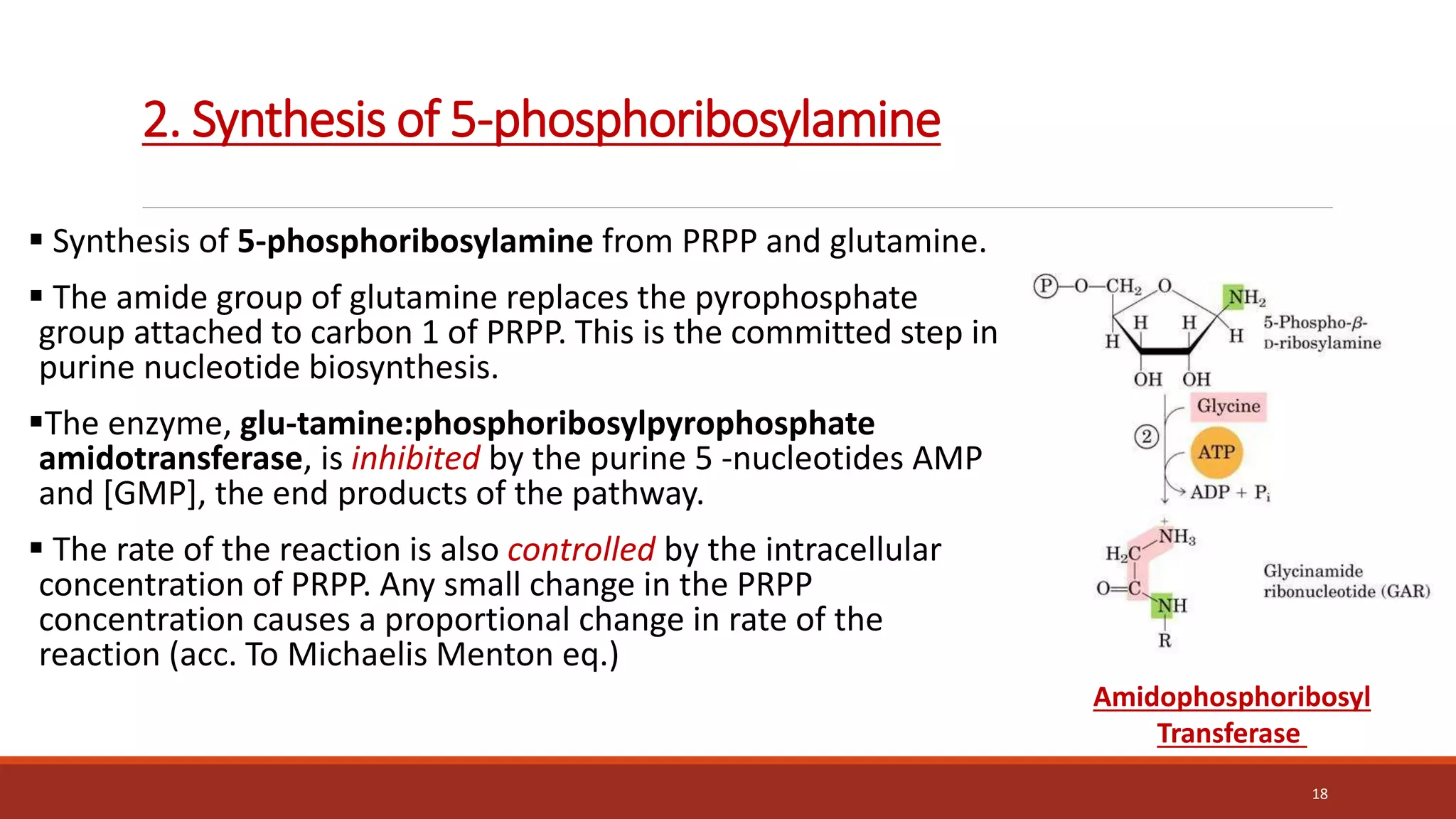 Nucleic Acid Metabolism | PPTX