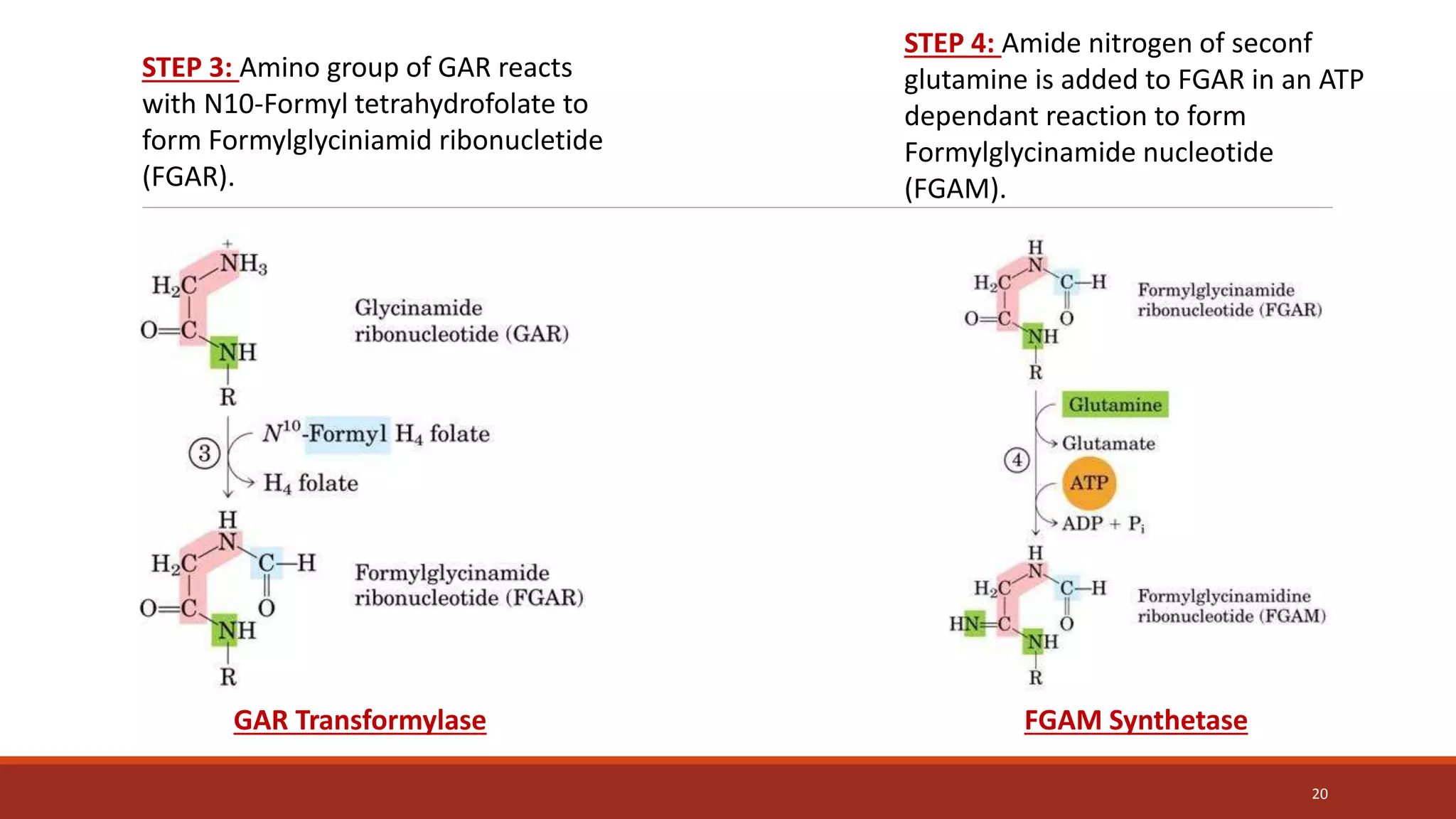 Nucleic Acid Metabolism | PPTX