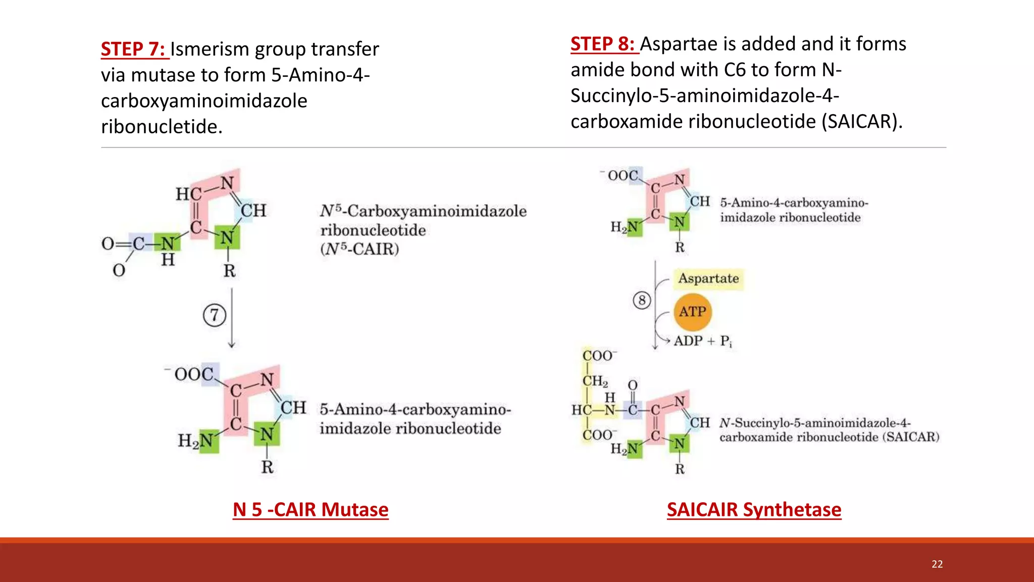 Nucleic Acid Metabolism | PPTX