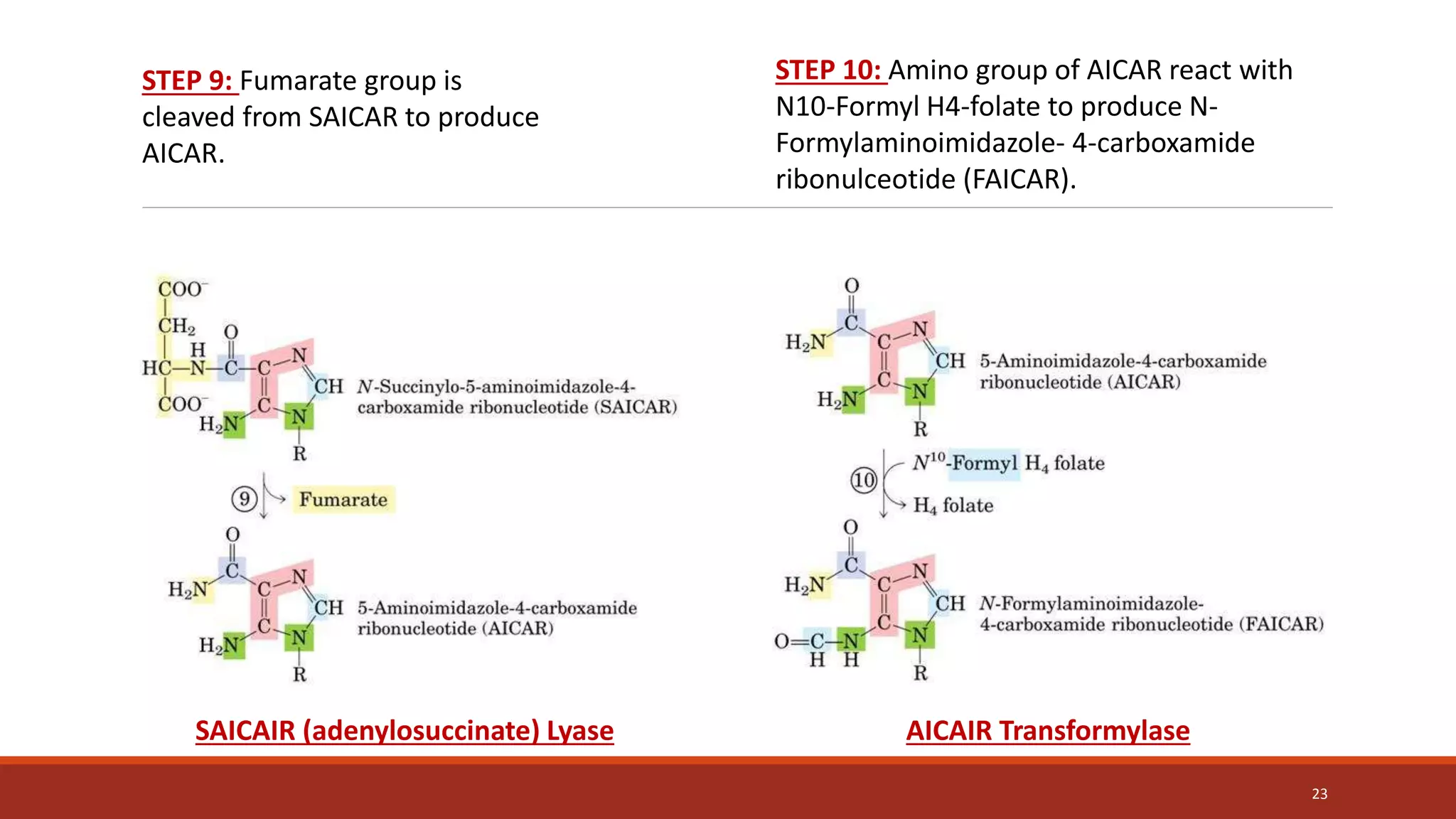 Nucleic Acid Metabolism | PPTX