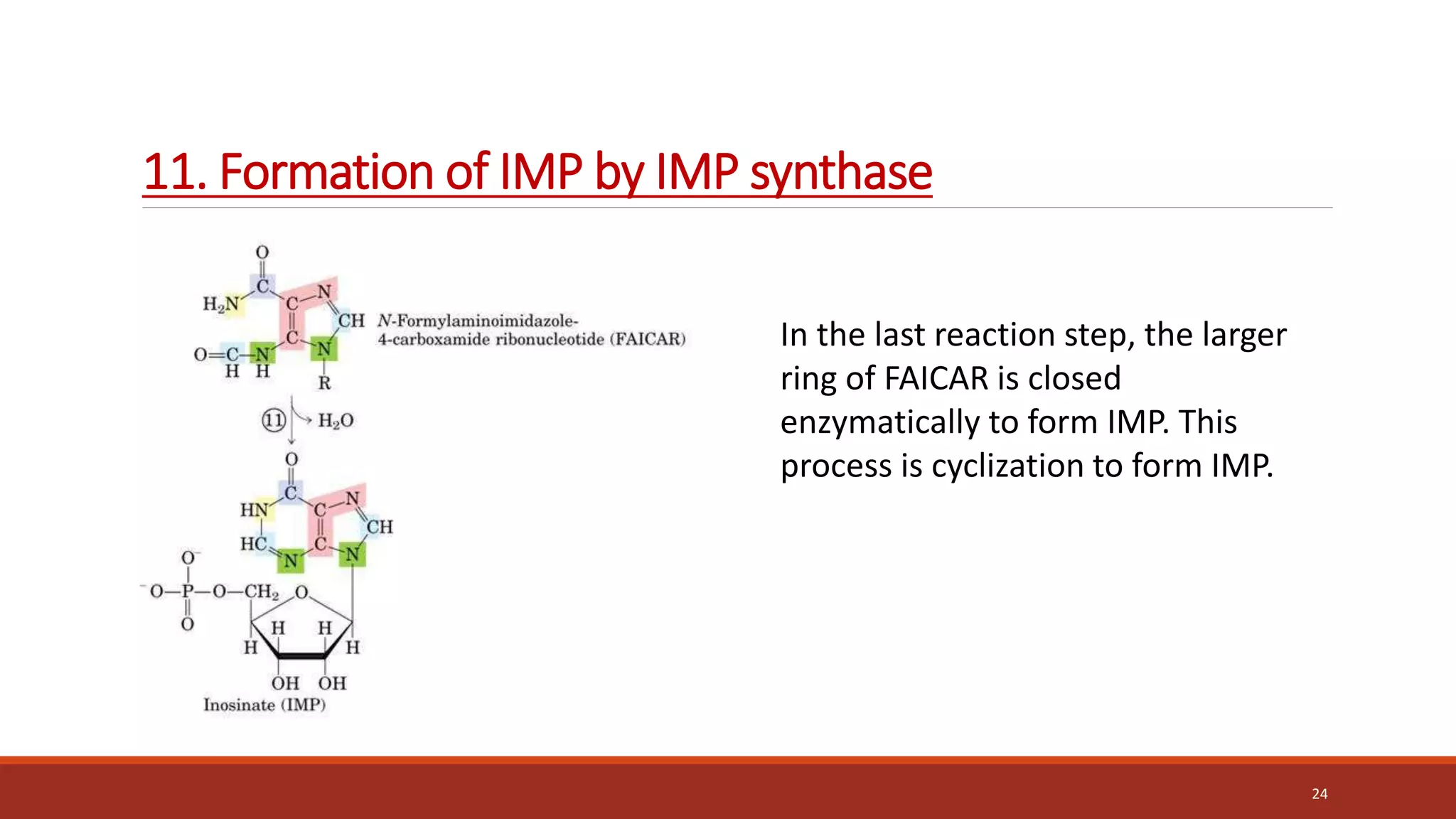 Nucleic Acid Metabolism | PPTX