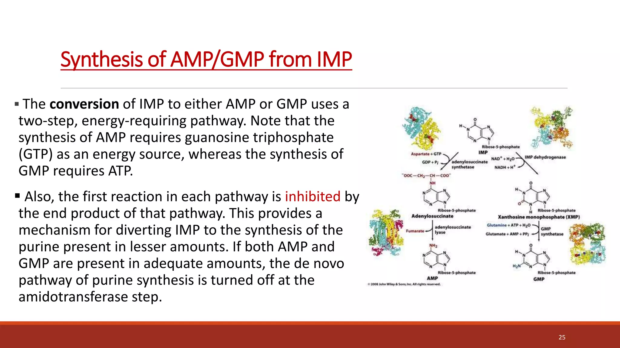 Nucleic Acid Metabolism | PPTX