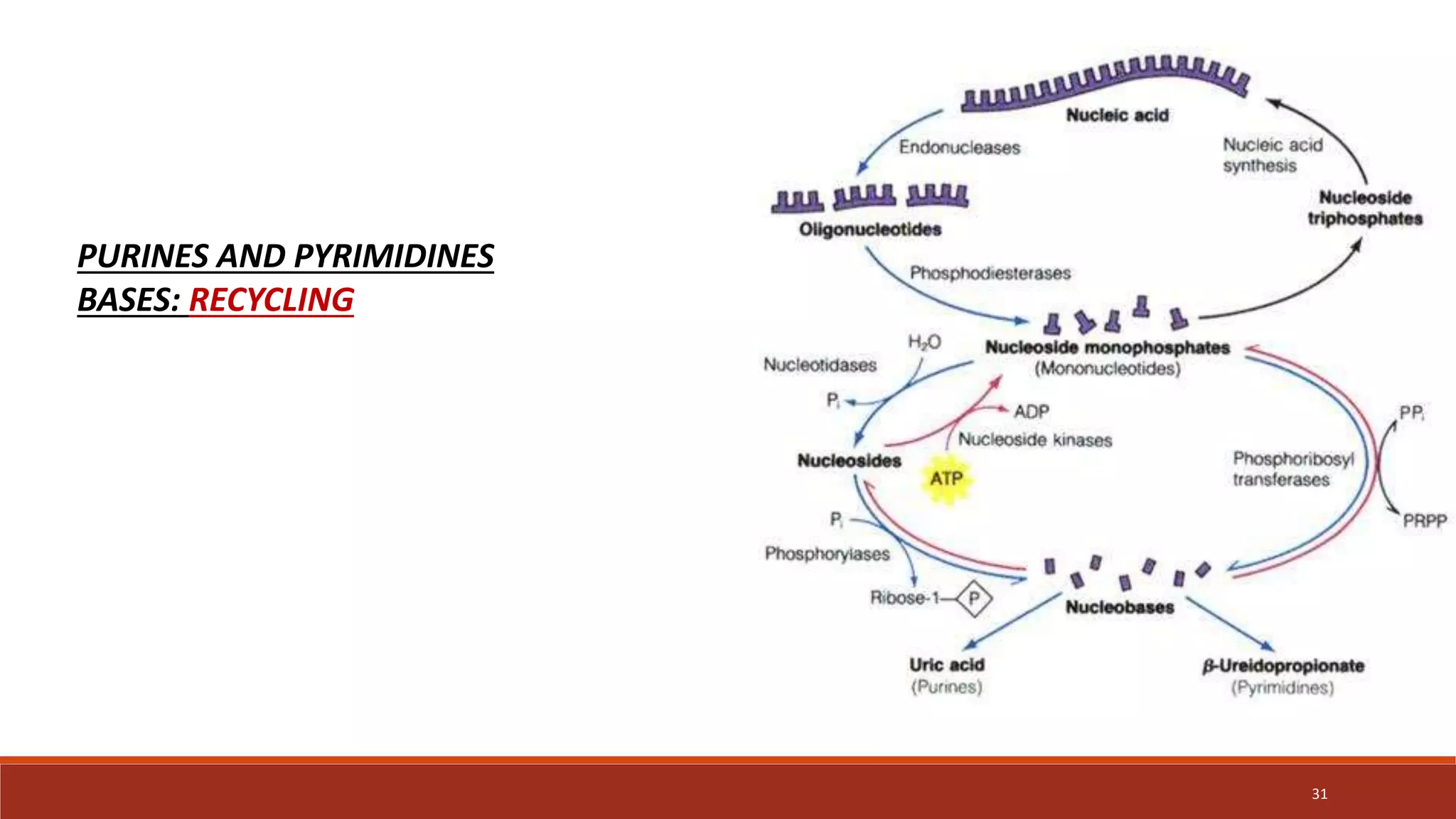 Nucleic Acid Metabolism | PPTX