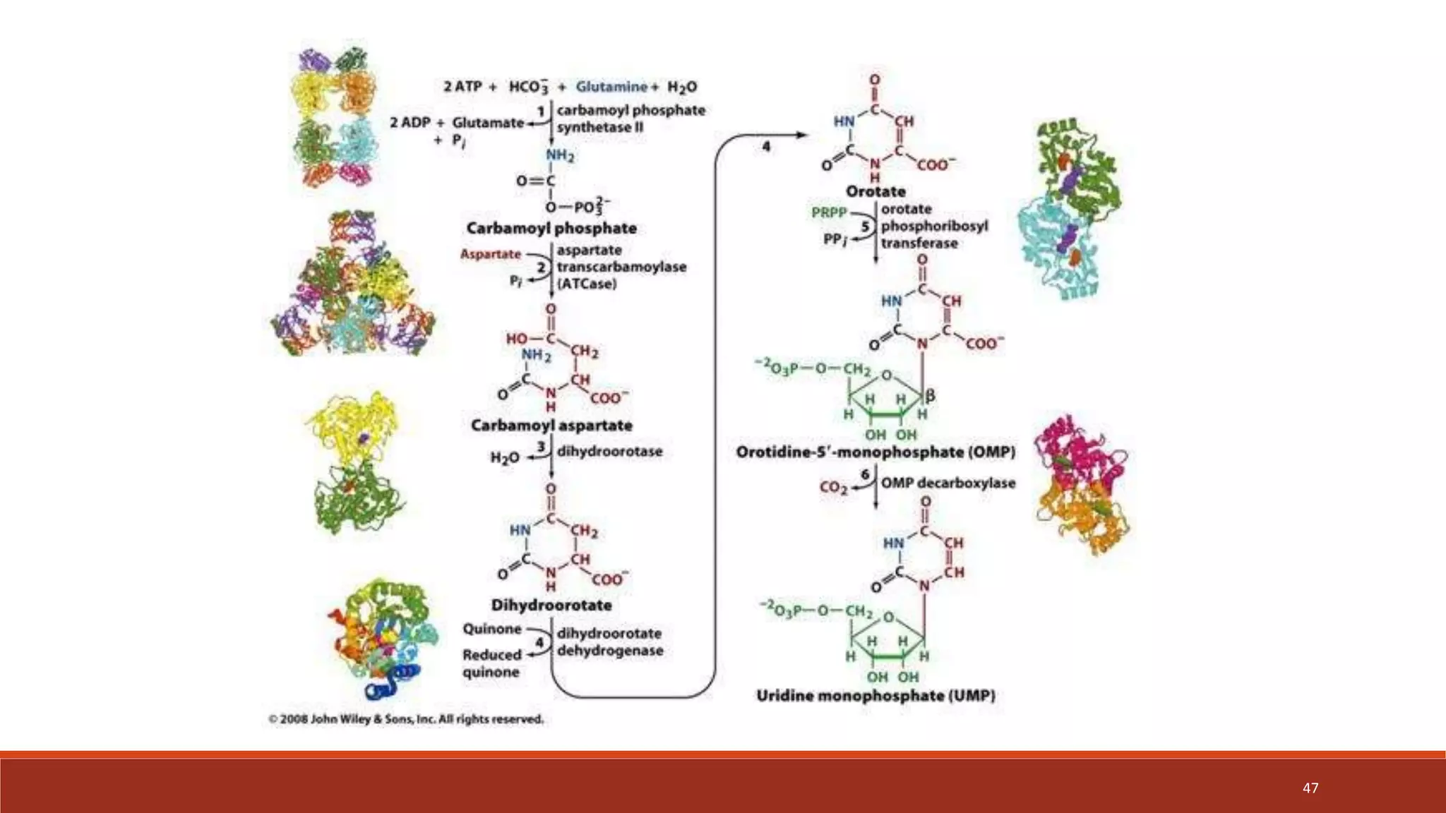 Nucleic Acid Metabolism | PPTX