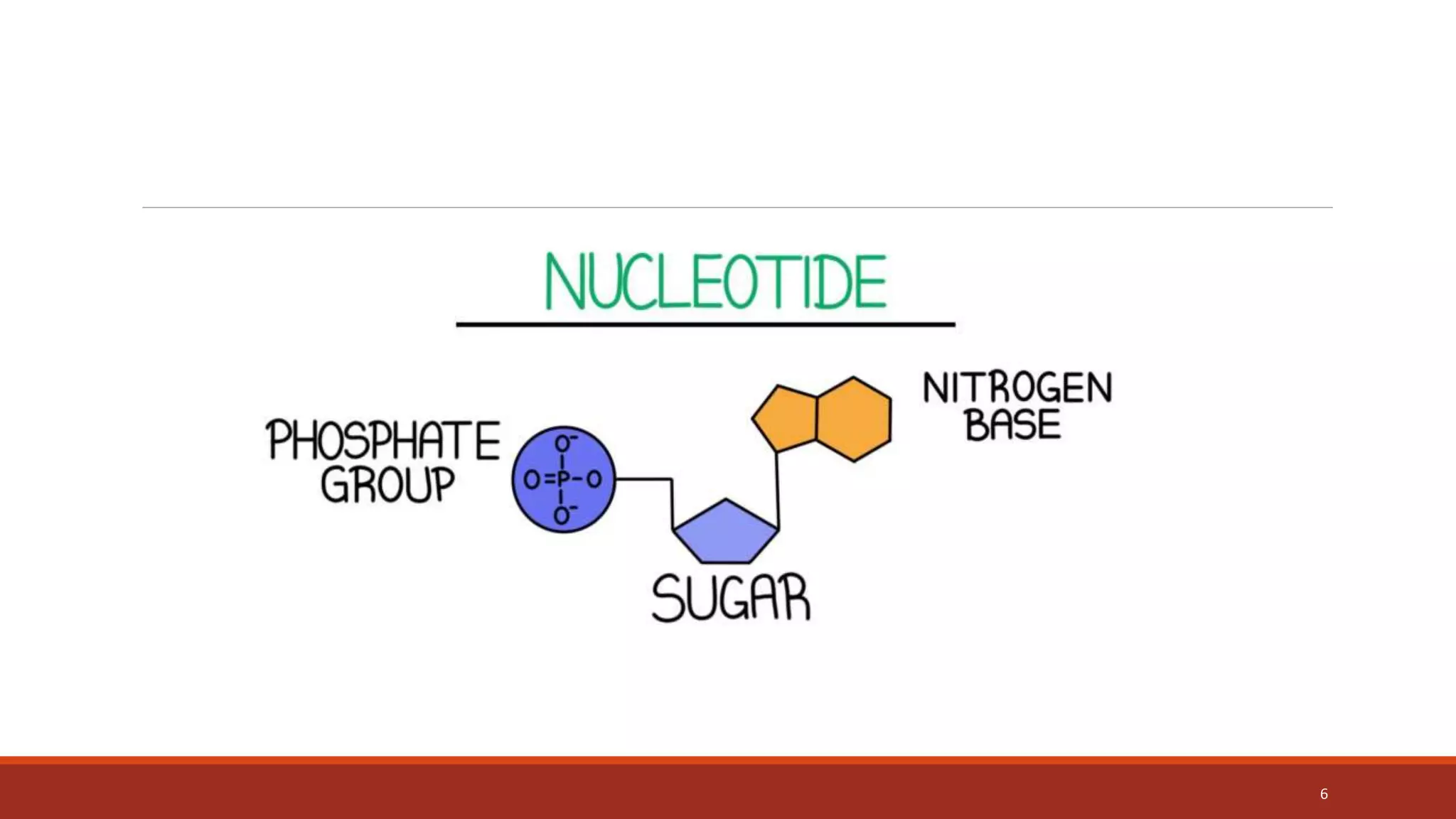 Nucleic Acid Metabolism | PPTX