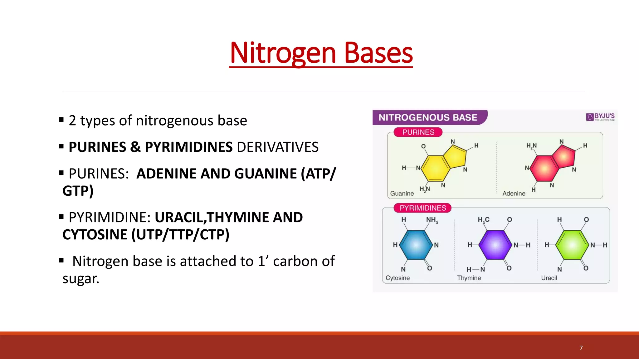 Nucleic Acid Metabolism | PPTX