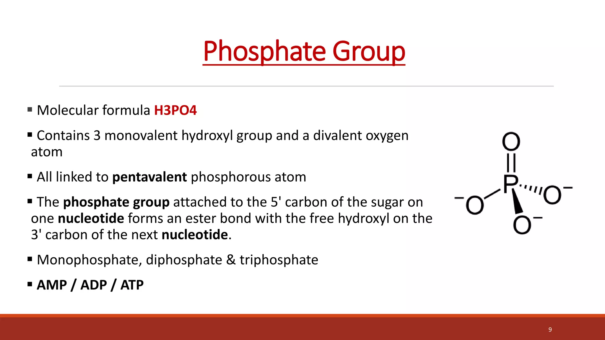 Nucleic Acid Metabolism | PPTX