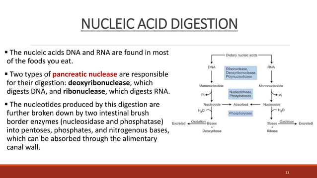 Nucleic Acid Metabolism | PPTX