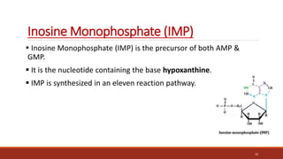 Nucleic Acid Metabolism | PPTX