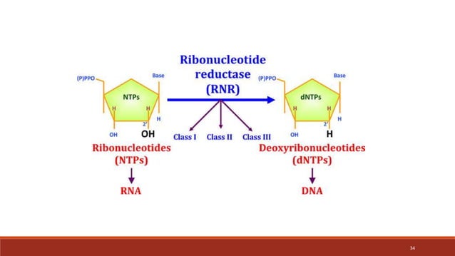 Nucleic Acid Metabolism | PPTX