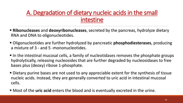 Nucleic Acid Metabolism | PPTX
