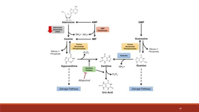 Nucleic Acid Metabolism | PPTX