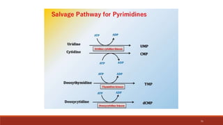 Nucleic Acid Metabolism | PPTX