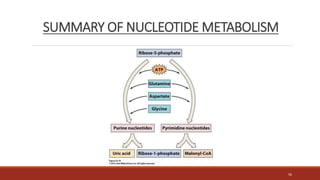 Nucleic Acid Metabolism | PPTX