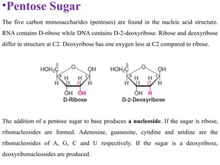 BIOCHEMISTRY NUCLEIC ACID METABOLISM.pptx