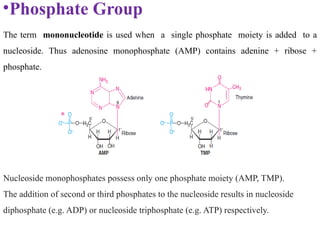 BIOCHEMISTRY NUCLEIC ACID METABOLISM.pptx