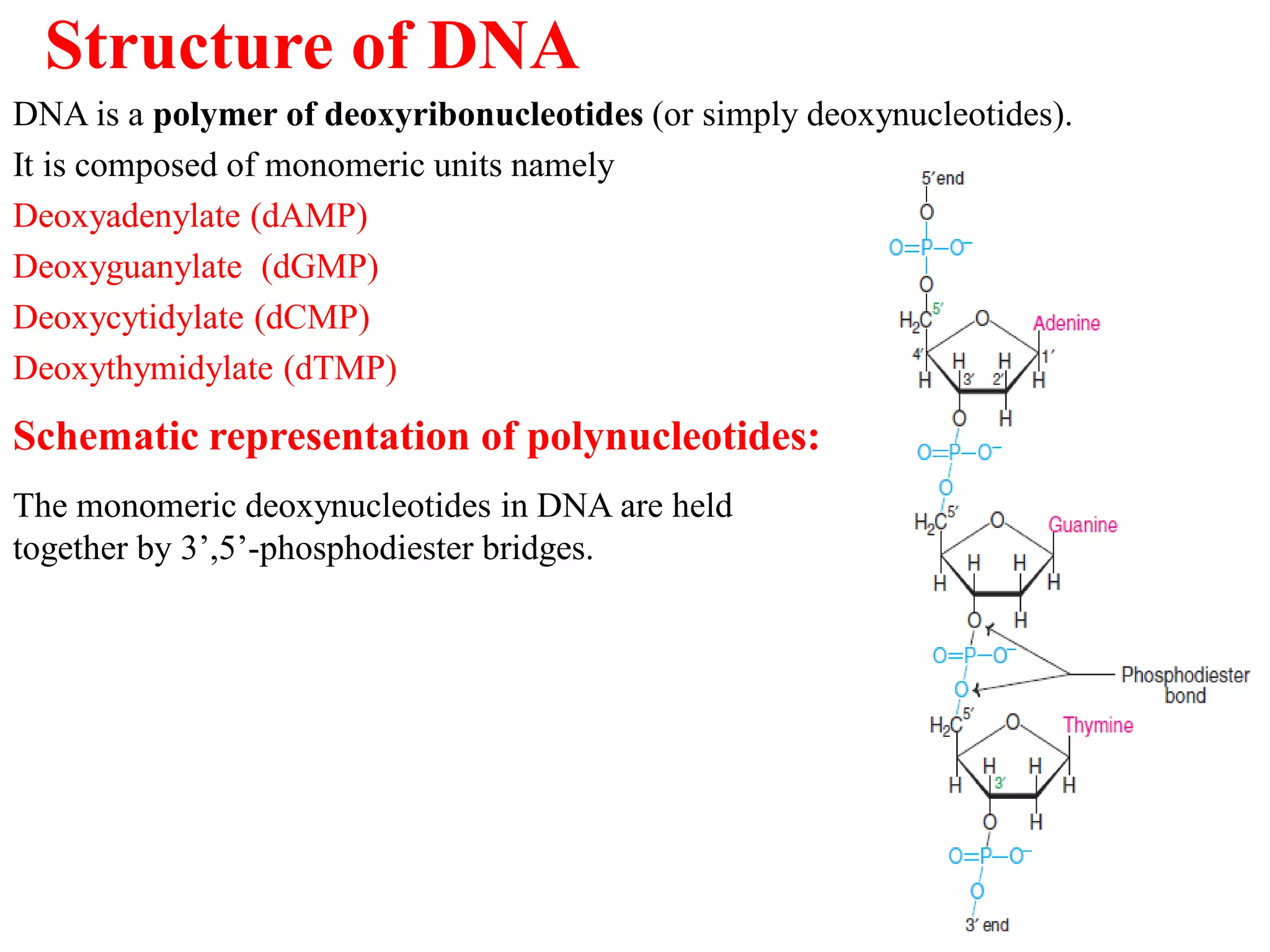 Nucleic Acid Metabolism | PDF