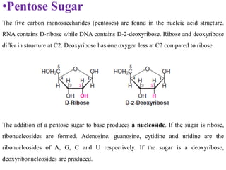 Nucleic Acid Metabolism | PDF