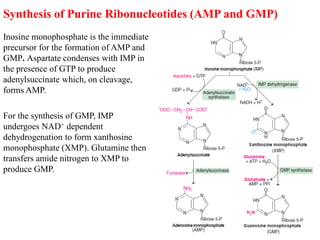 Nucleic Acid Metabolism | PDF