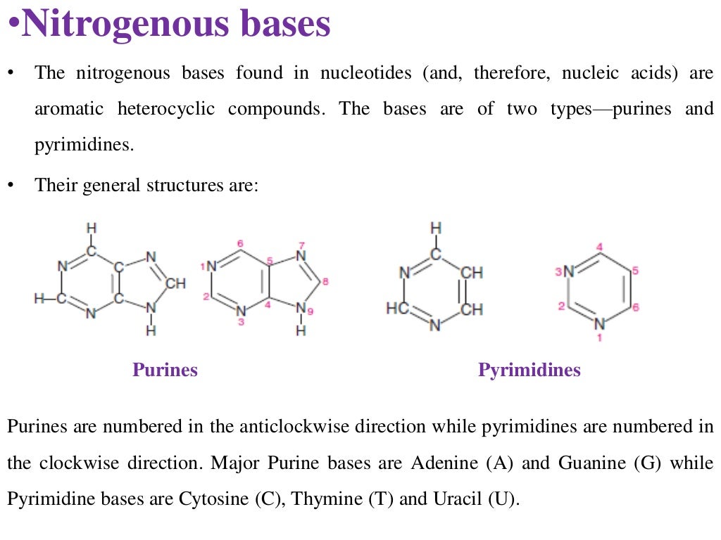 Nucleotide Metabolism Nucleic Acid Synthesis