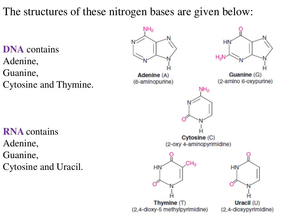 Nucleotide Metabolism Nucleic Acid Synthesis