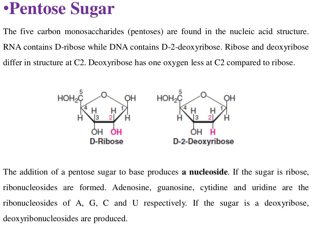 Nucleotide Metabolism Nucleic Acid Synthesis