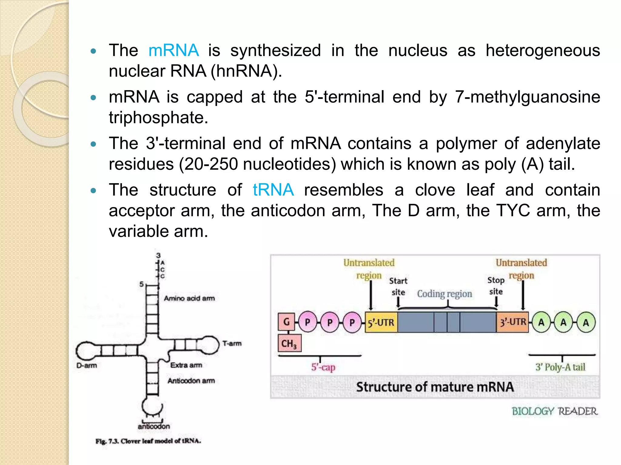 Nucleic acid metabolism and genetic information transfer | PPTX