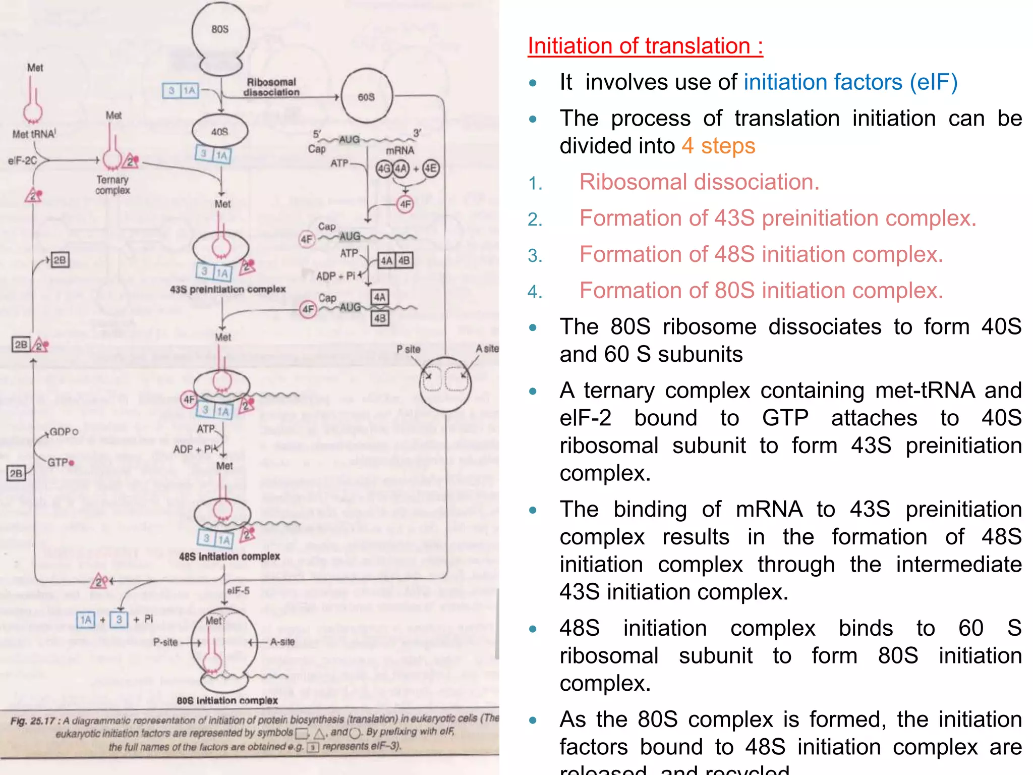 Nucleic acid metabolism and genetic information transfer | PPTX