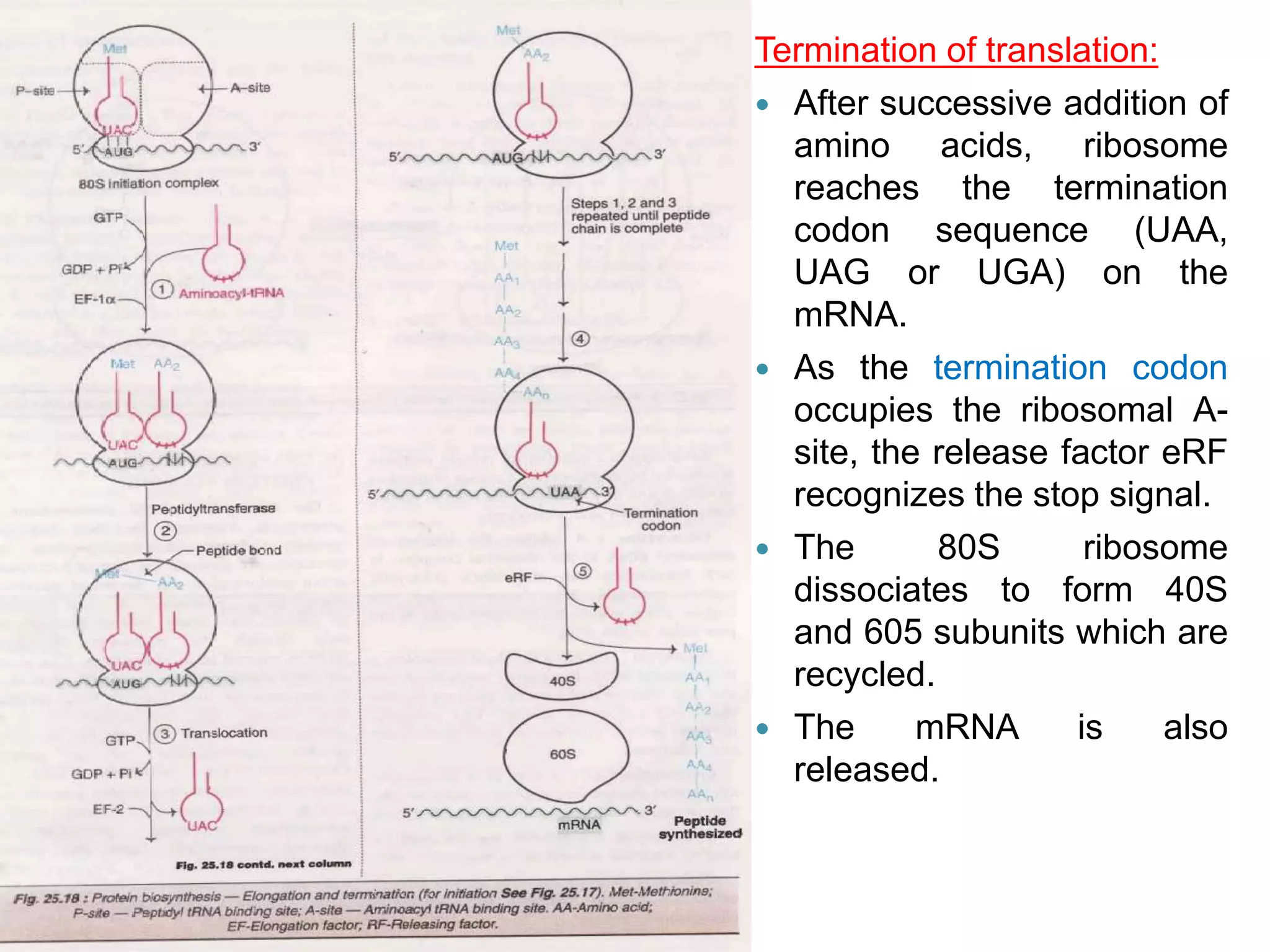 Nucleic acid metabolism and genetic information transfer | PPTX