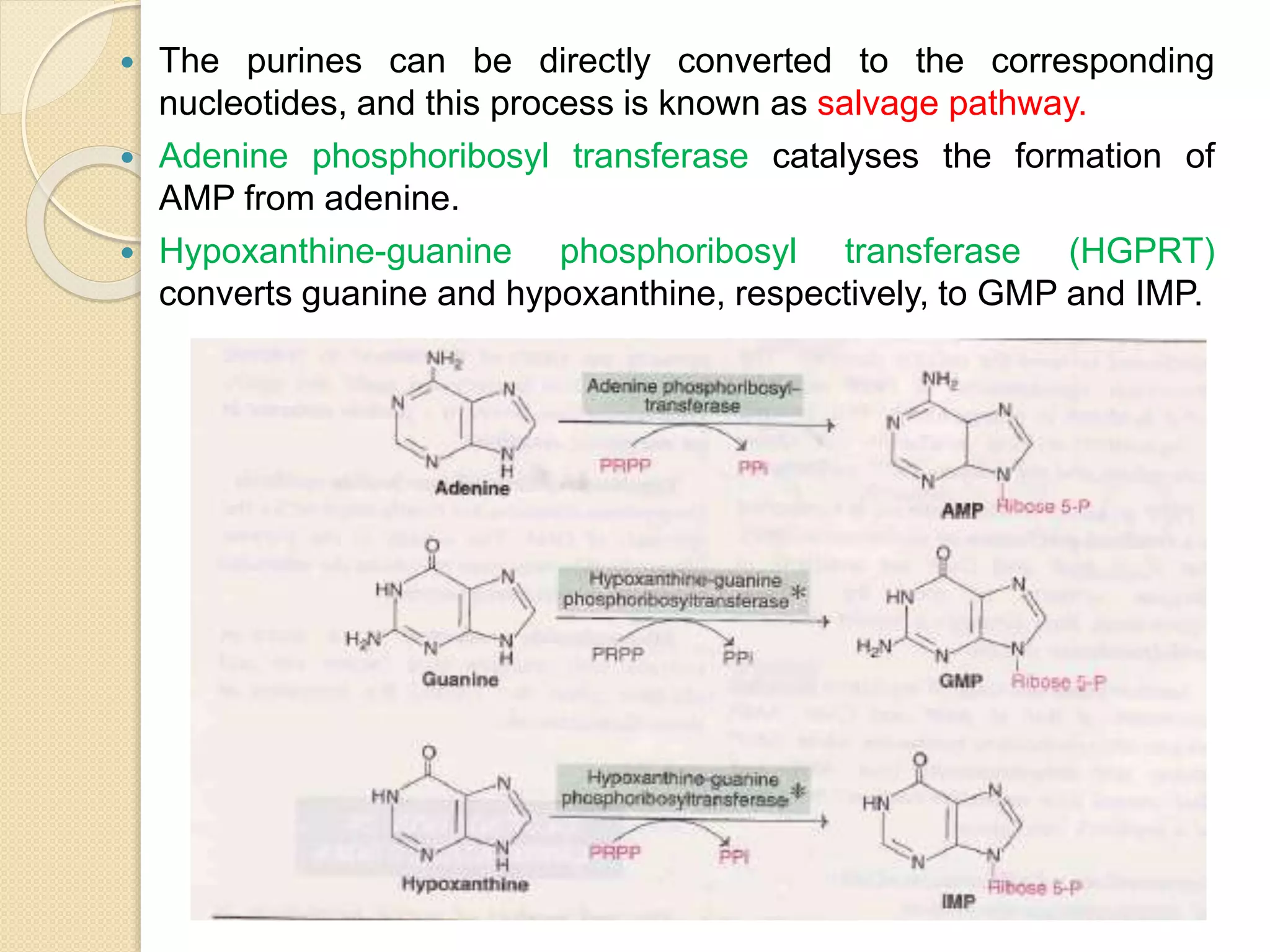 Nucleic acid metabolism and genetic information transfer | PPTX