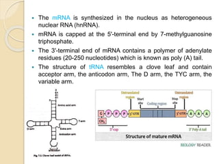 Nucleic acid metabolism and genetic information transfer | PPTX