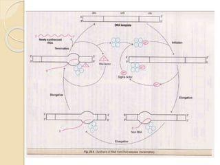 Nucleic acid metabolism and genetic information transfer | PPTX