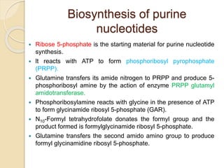 Nucleic acid metabolism and genetic information transfer | PPTX