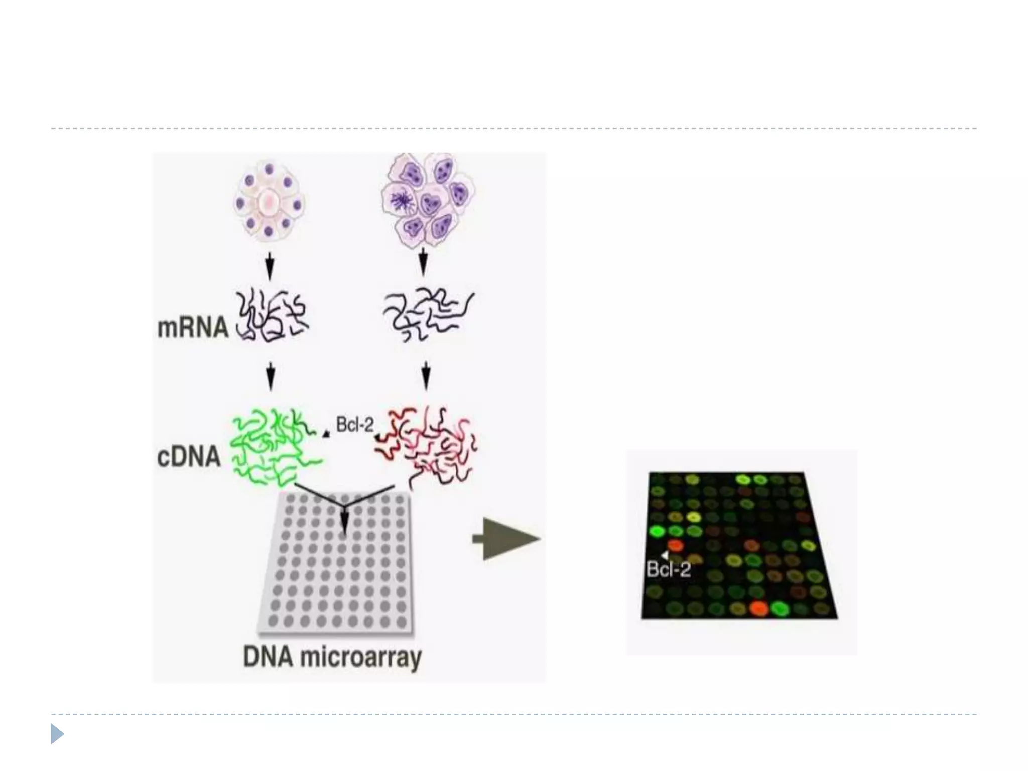 Nucleic acid microarray | PPTX