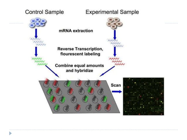 Nucleic acid microarray | PPTX | Chemistry | Science