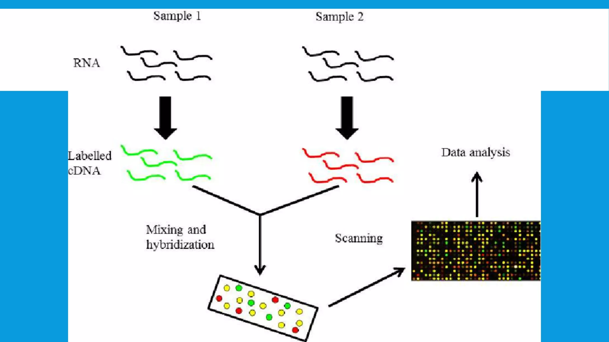 Nucleic Acid Microarray Pptx