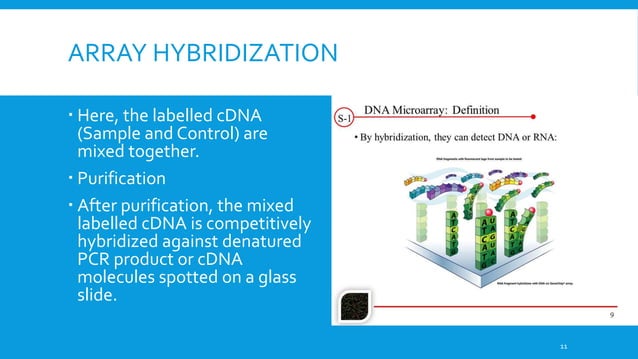 Nucleic Acid Microarray Pptx
