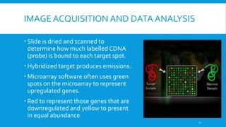 Nucleic acid microarray.pptx