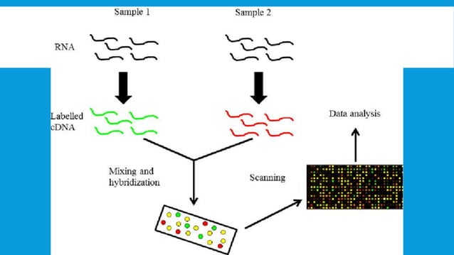Nucleic acid microarray.pptx