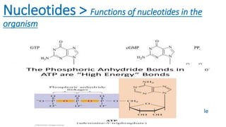 Nucleic acid notes 2022.pptx