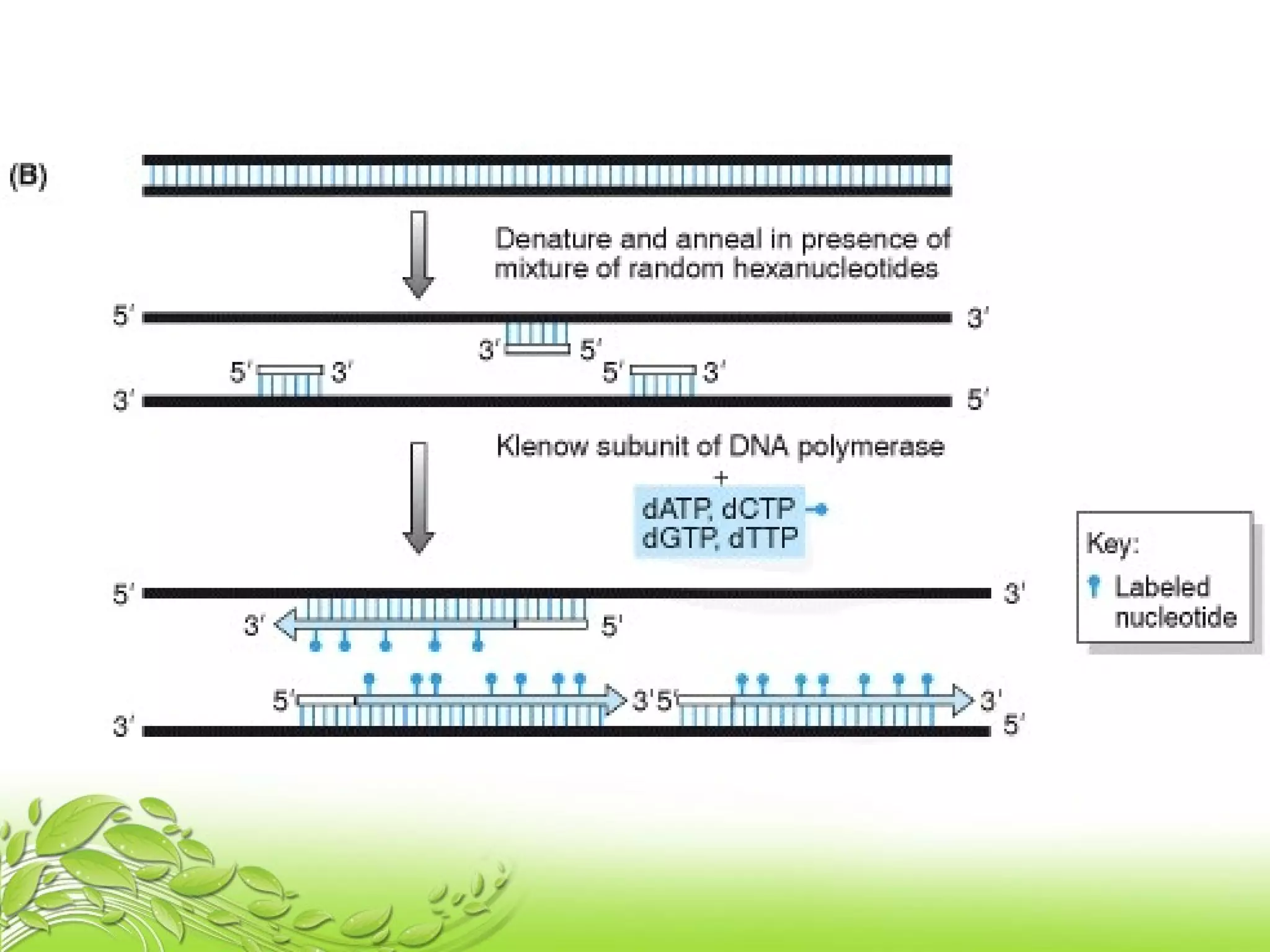 Nucleic acid probes | PPT