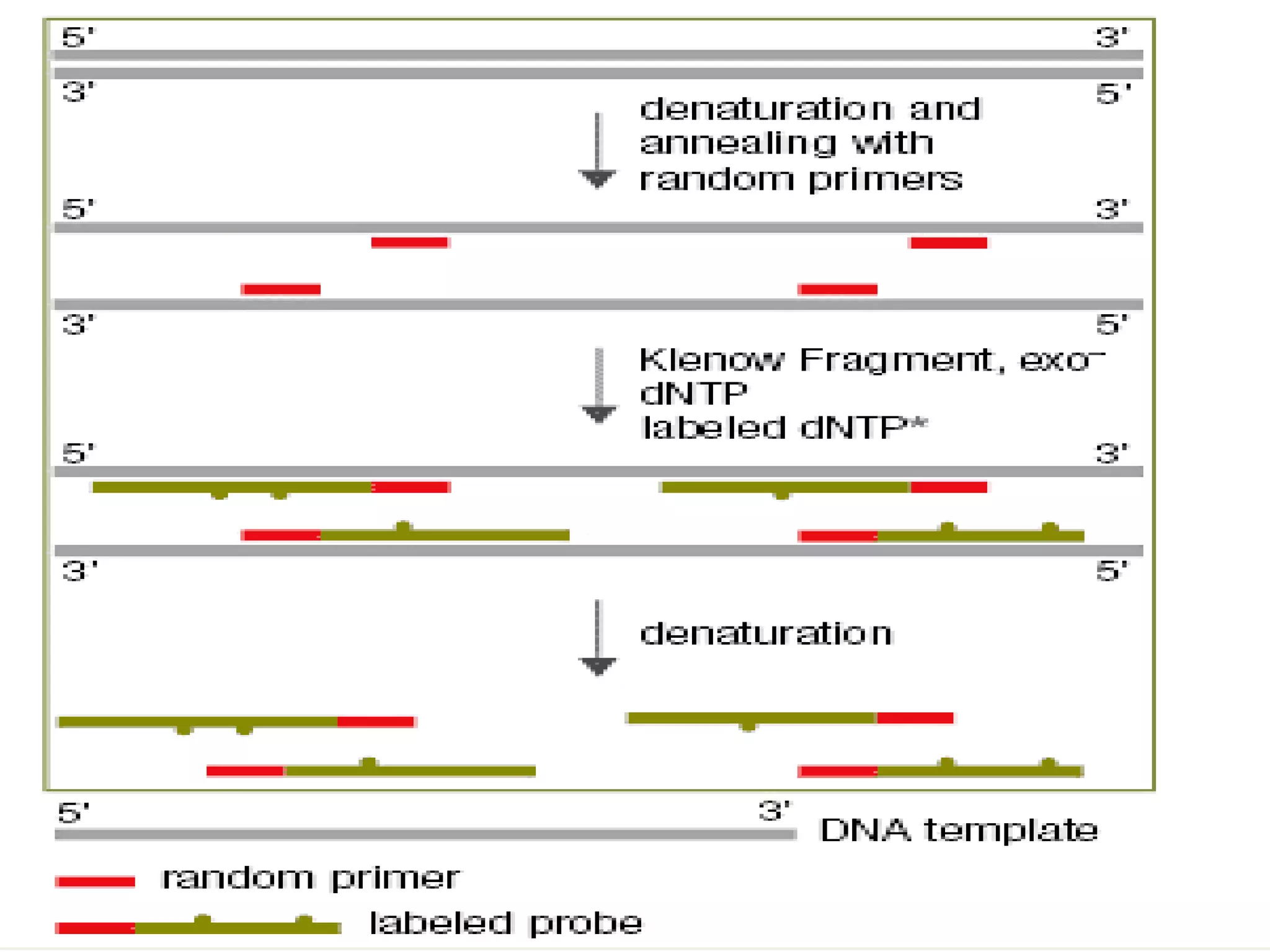 Nucleic acid probes | PPT