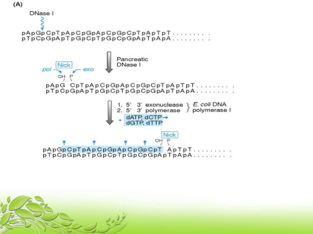 Nucleic acid probes | PPT | Chemistry | Science