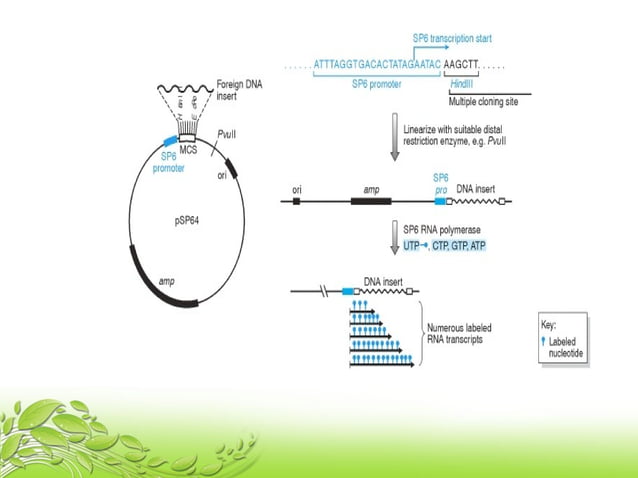 Nucleic acid probes | PPT | Chemistry | Science